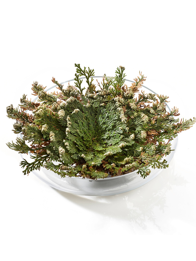 Rose von Jericho | 165512