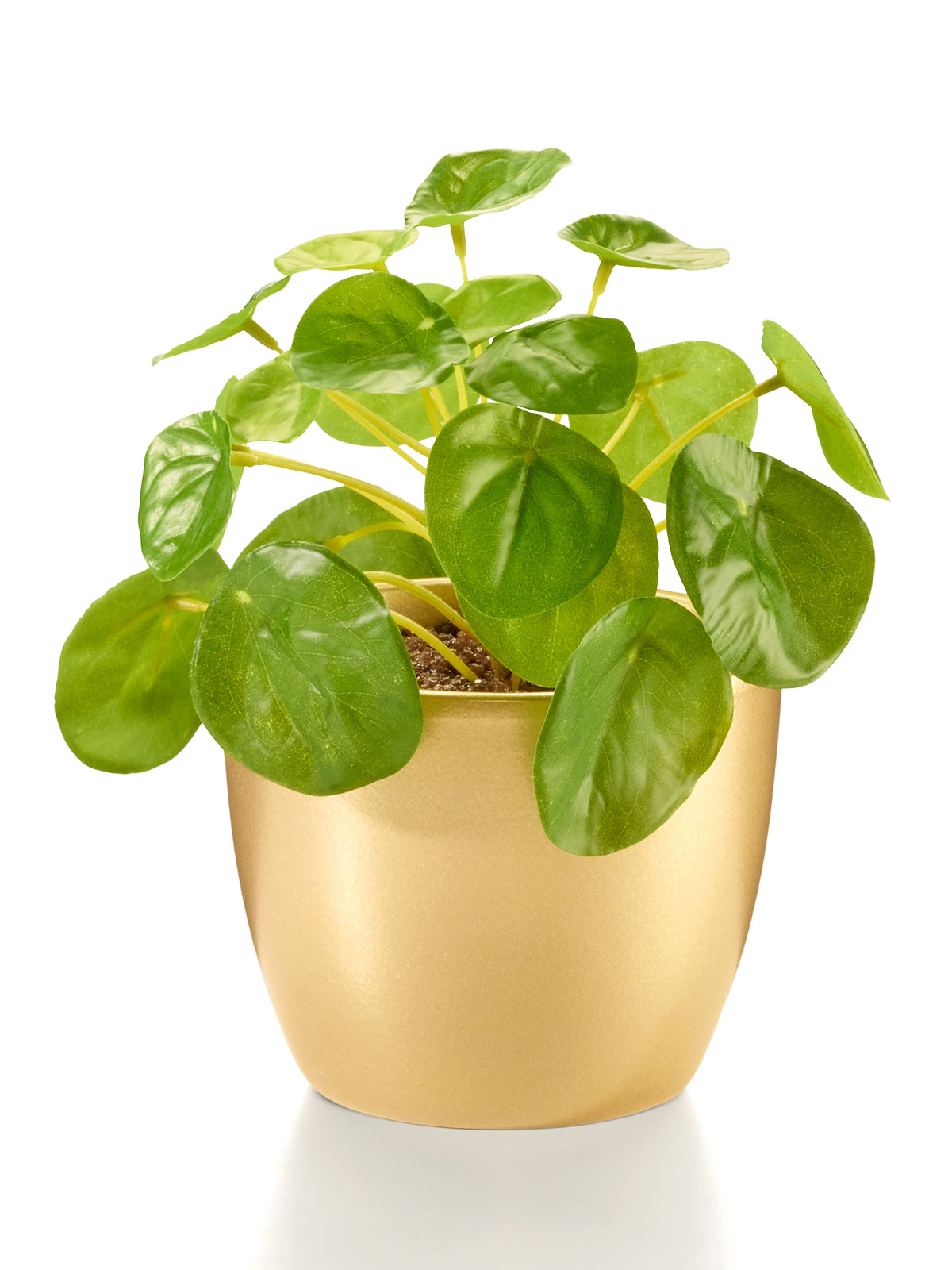 Mini Pilea im Goldtopf | 103058