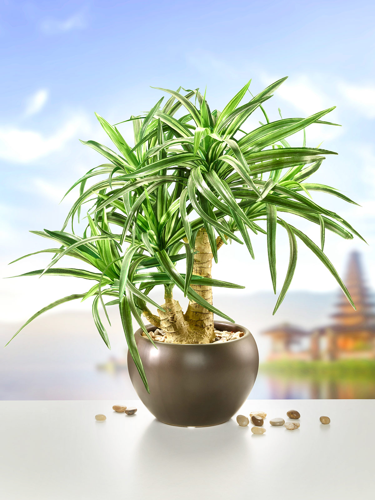 Bonsai „Yucca“ | 102664