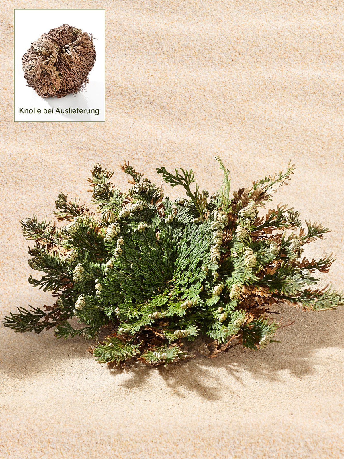 Rose von Jericho | 165512